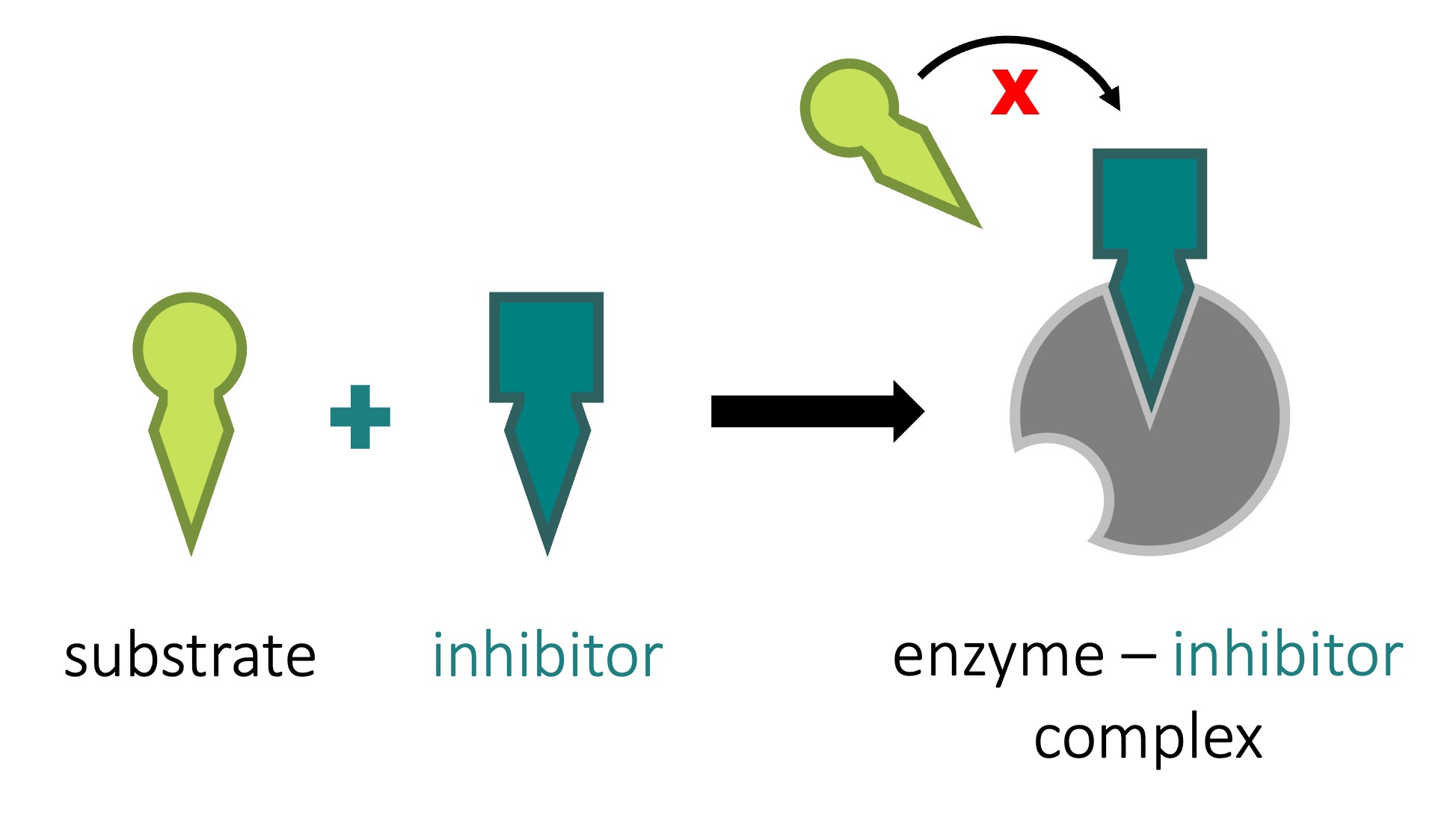 Enzyme Inhibition